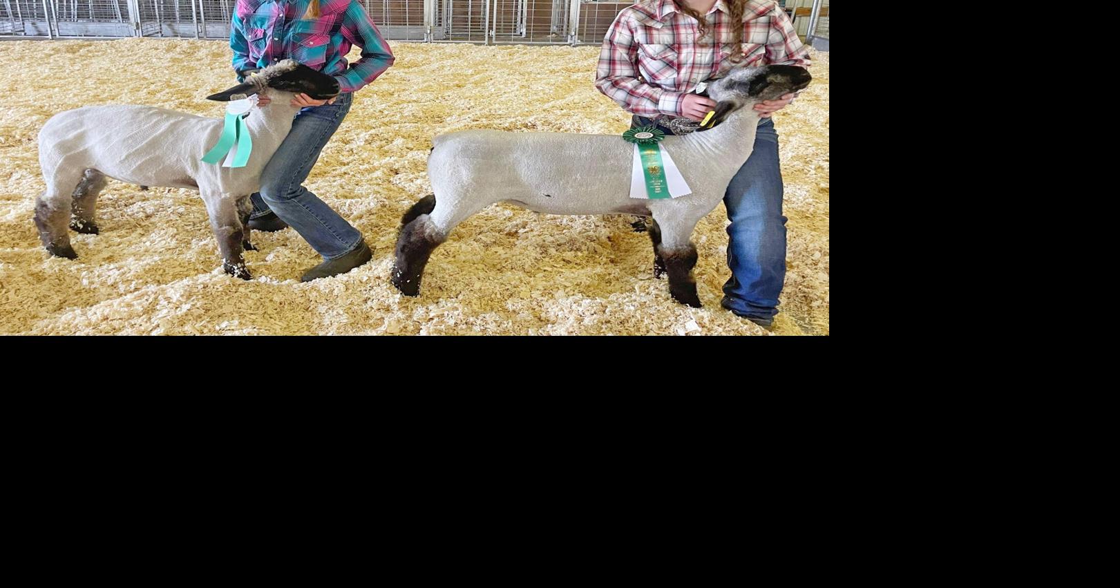 4-H Spring Livestock Show brings in the beef (and more!) | Community ...