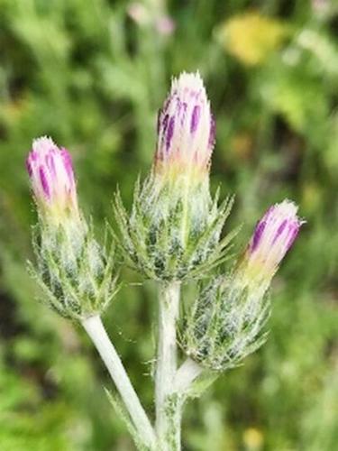 Turkish thistle in Hells Canyon; county, state look to early attack on ...