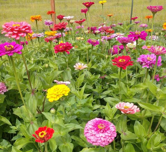 Knapton changes her community with microgreens | | idahocountyfreepress.com