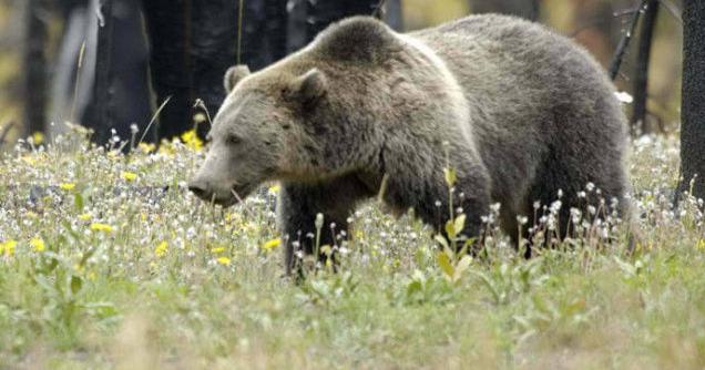 Grizzly spotted in Kelly Creek drainage | Outdoors ...