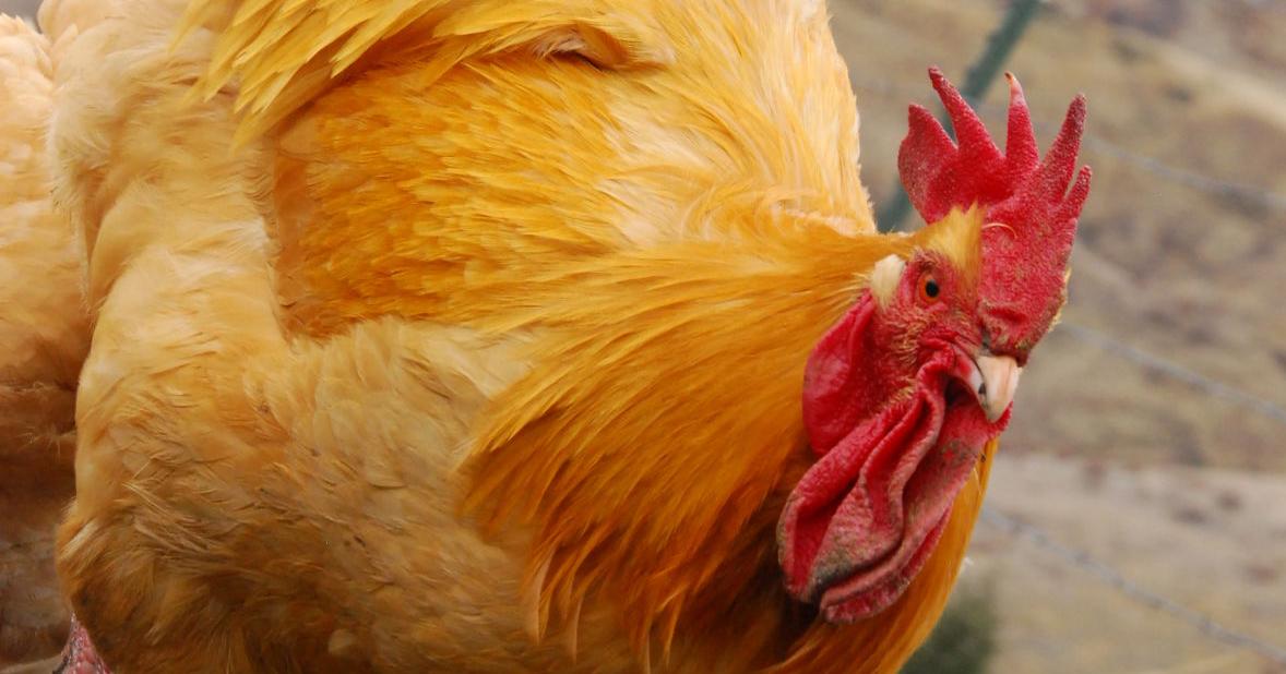 Chickens in city limit request meets with squawk by council | News ...