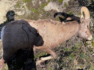 Reward increase for information on November poaching incident - $40,000 ...