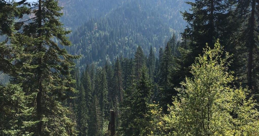 Inland Empire Paper Company buys timberland near Kooskia | News ...