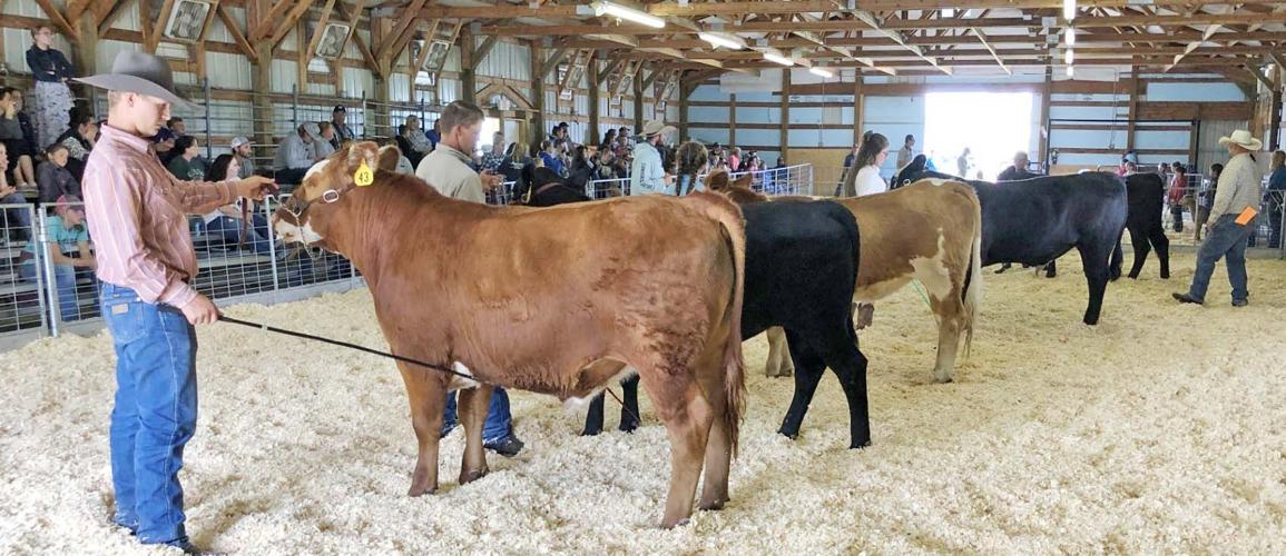 4-H Spring Livestock Show brings in the beef (and more!) | Community ...