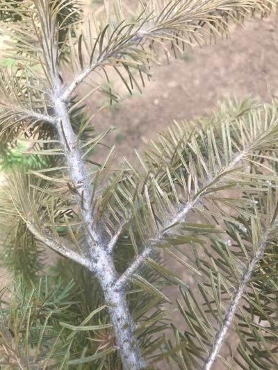 Spruce spider mites attack trees near Council | Regional News ...