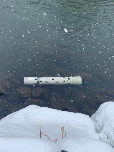 IDFG seek volunteers to collect SF Clearwater steelhead broodstock ...