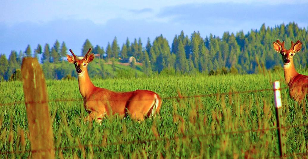 NRCS announces application period for the Conservation Stewardship ...