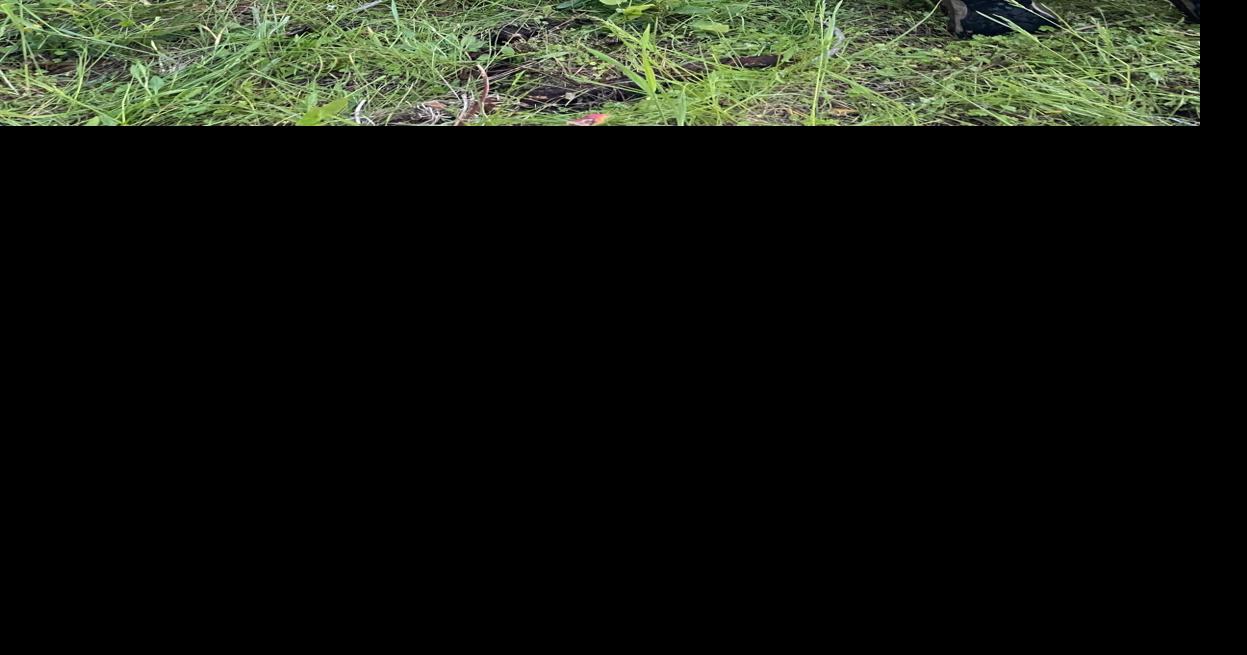 Nez Perce ‘Covenant of the Salmon People’ to be shown at film festival ...