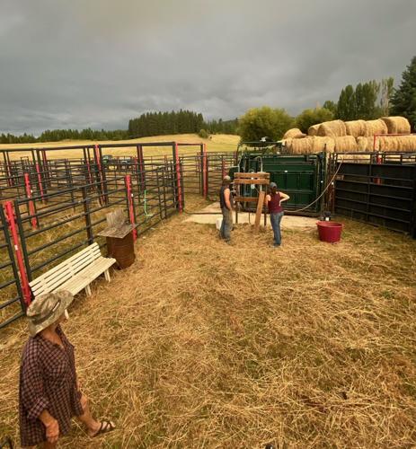Double L Bison Ranch, Clearwater - ‘Keeping the ranch in the family’ to ...