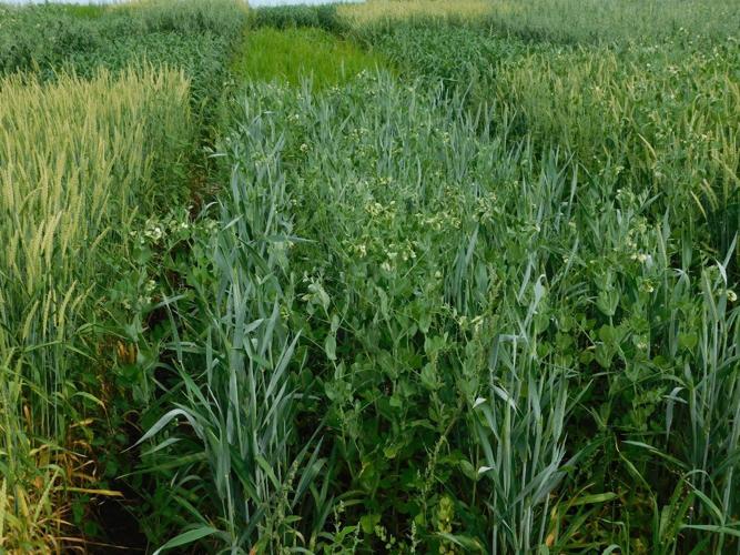 Preliminary results find a ‘viable option’ from spring forage trials ...