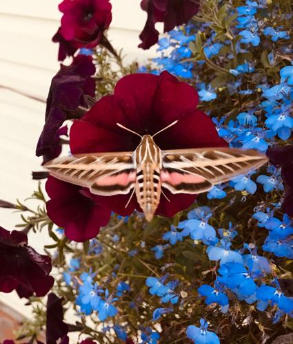 Hummingbird moths a treat to see, watch | Home And Garden ...
