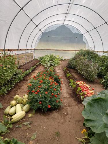 Knapton changes her community with microgreens | | idahocountyfreepress.com