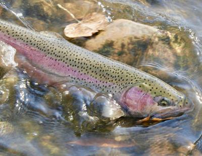 Steelhead numbers up; highest annual returns in last seven years, and ...