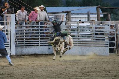 Mini bulls coming to Grangeville | News | idahocountyfreepress.com