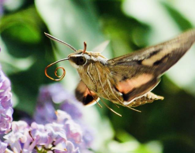 Hummingbird moths a treat to see, watch | Home And Garden ...