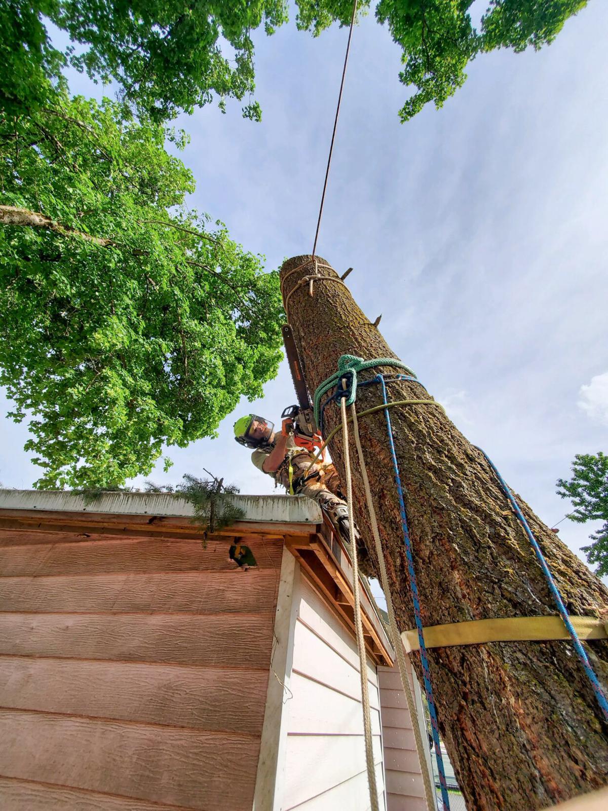 Ewing Grounds-Keeping available for home tree, lawn services | Business ...