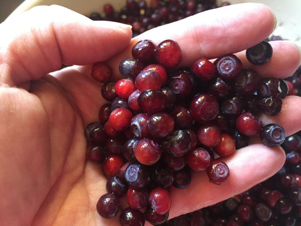 Sweet purple gold: Huckleberries are Idaho forest treasure | Special ...