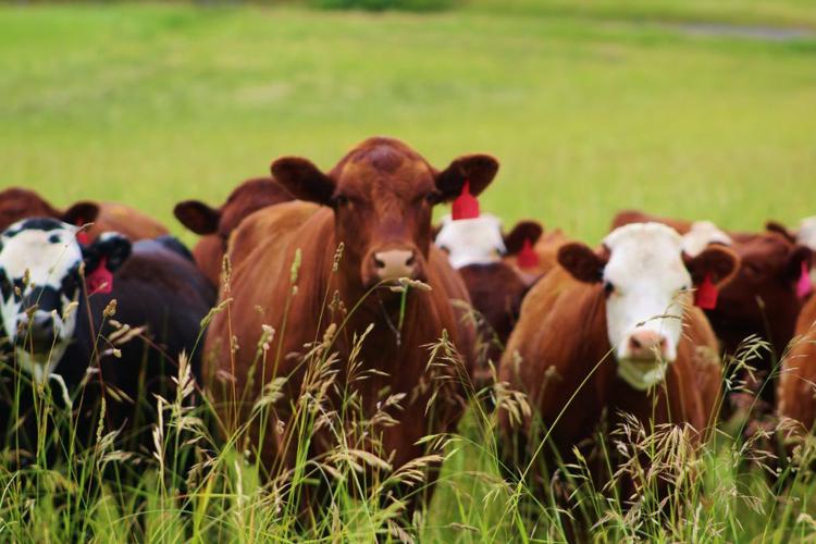 Clearwater Valley News: Red cows rock! | Community ...