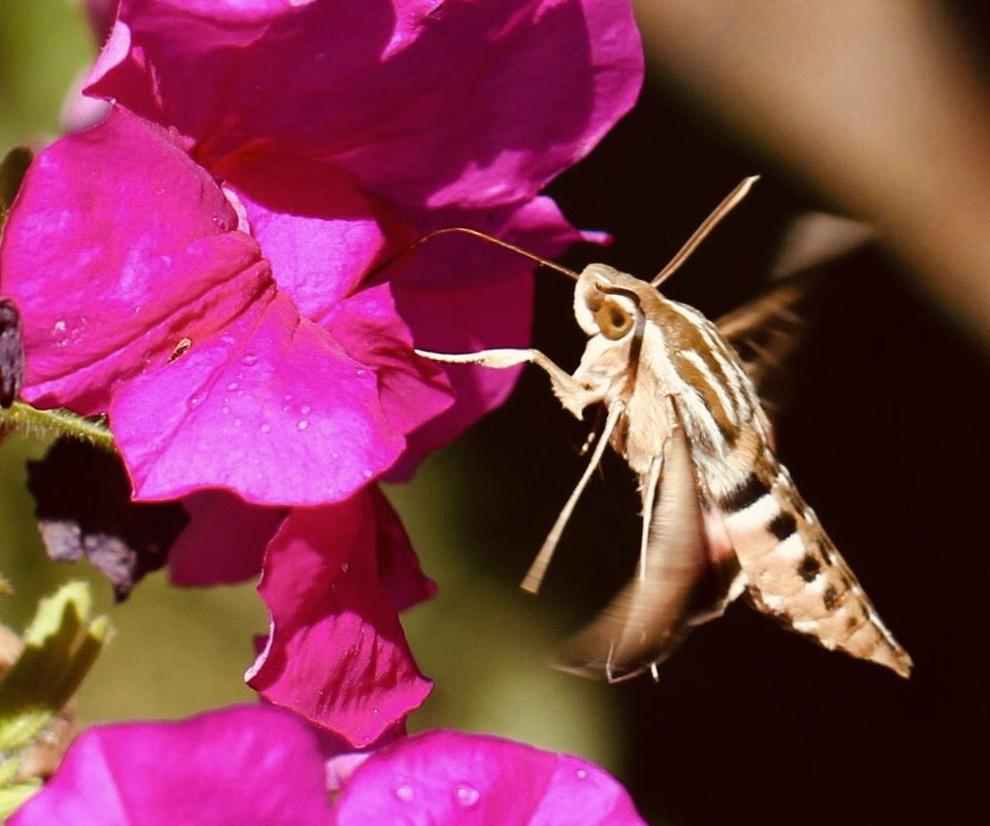 Hummingbird moths a treat to see, watch | Home And Garden ...