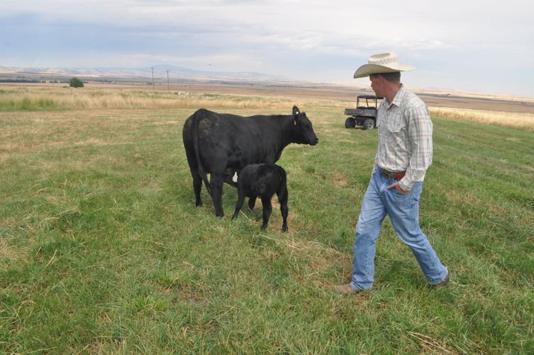 Patriot Cattle: Goal to improve herds through superior genetics | Farm ...
