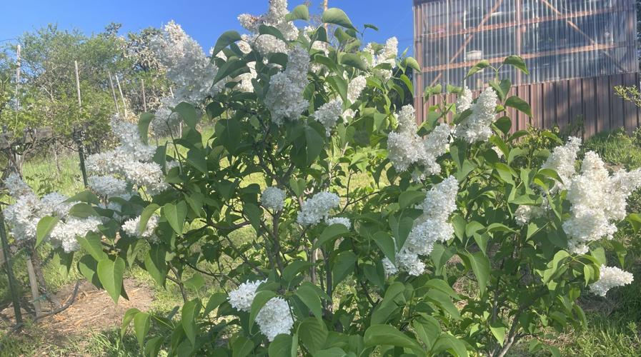 Garden Clippings: The lively history of the lilac (Syringa vulgaris ...