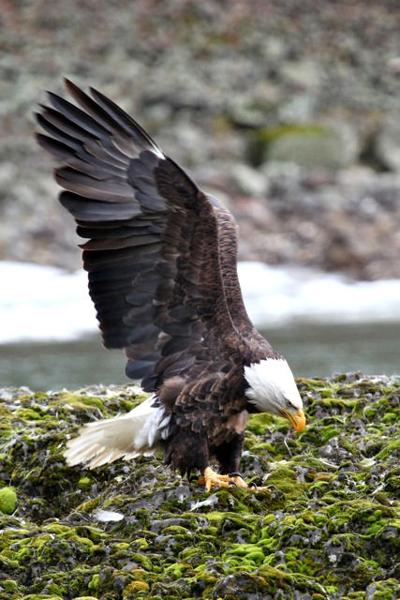 CIAA show set for May 1-3; Inghrams featured | Community ...