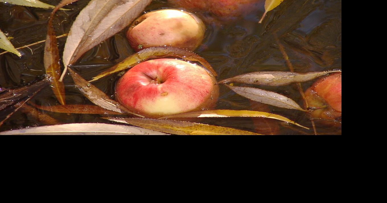Lost apples: Polly Bemis variety discovered on famous Idaho County ...