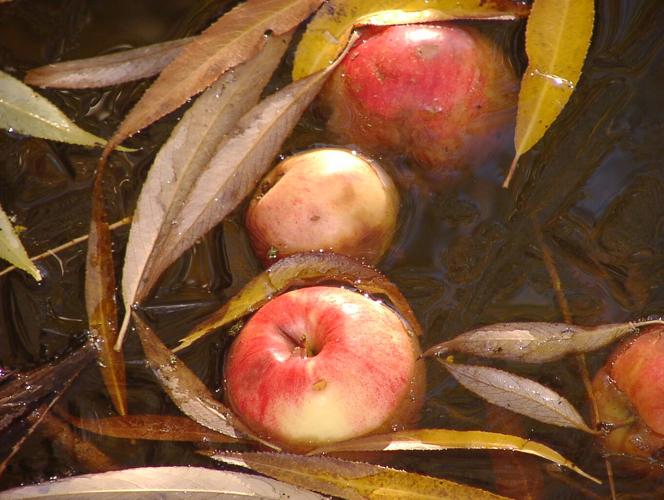 Lost apples: Polly Bemis variety discovered on famous Idaho County ...