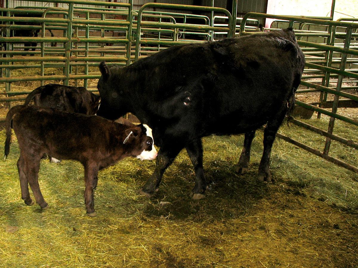 Seeing Double: Having twin calves in beef cows | News ...