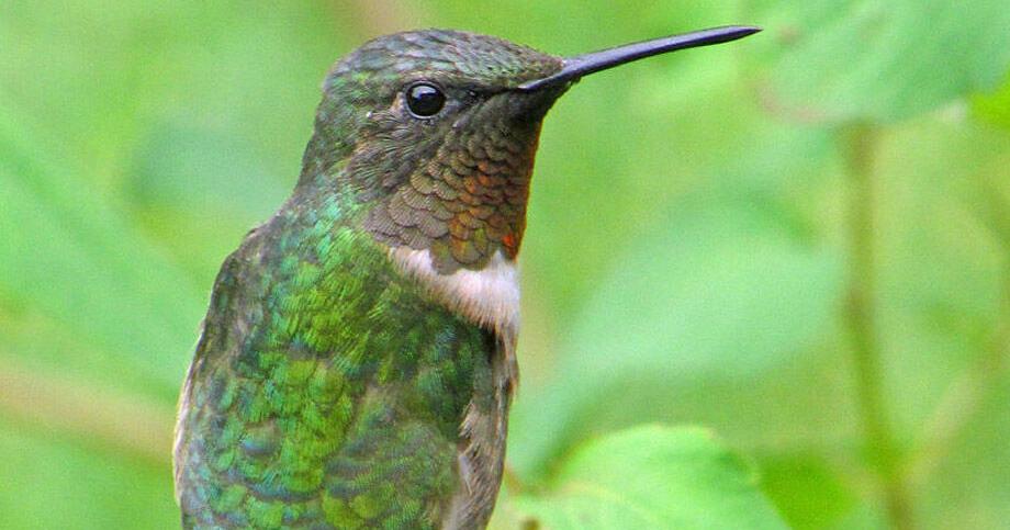 Hummingbird fall migration set to begin