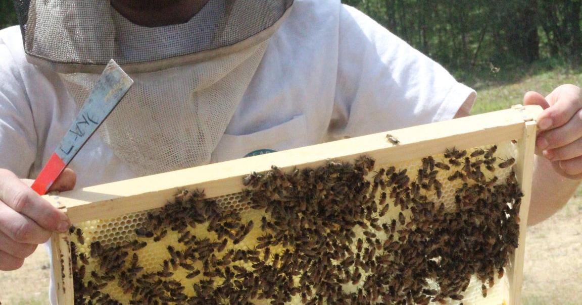 Cabarrus County Beekeepers Association field day