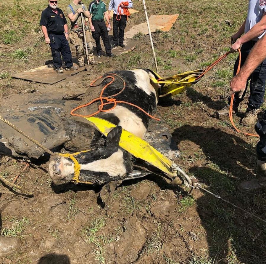 Midland crews help with cow rescue | News | independenttribune.com