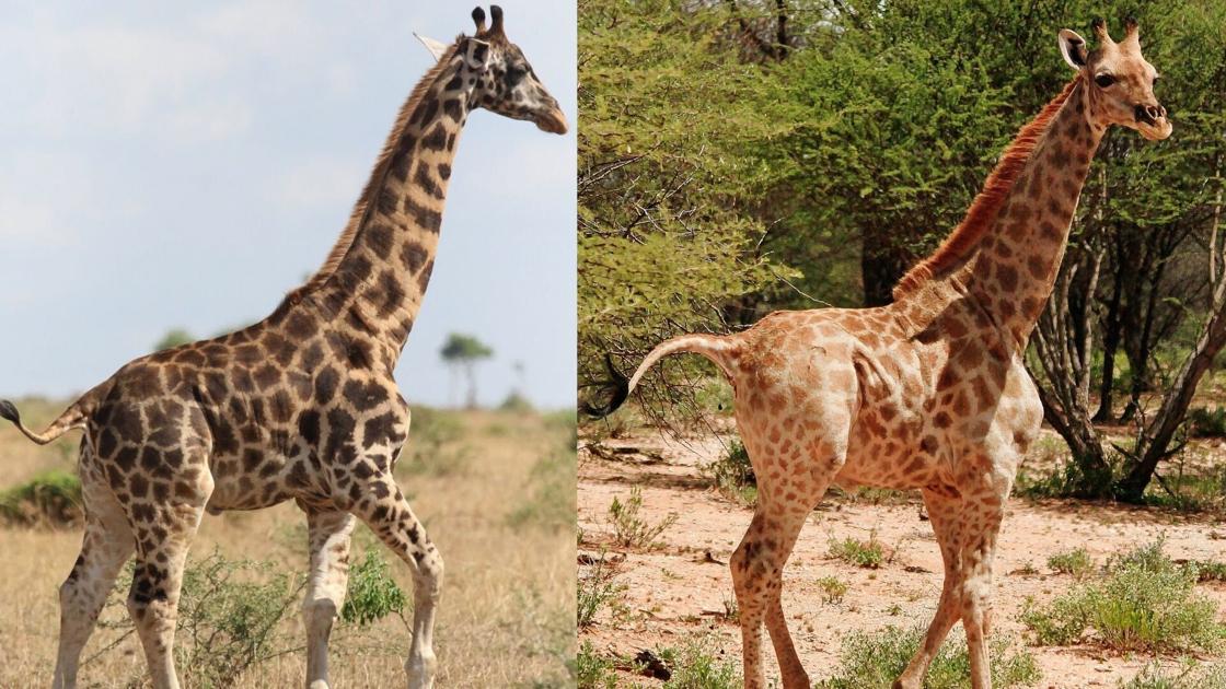 Dwarf giraffes have been spotted in the wild | World ...