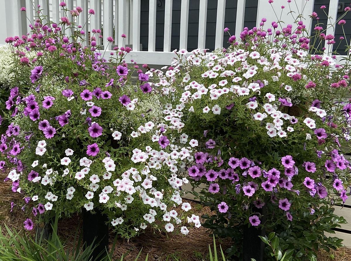 On Gardening: Truffula Pink gomphrena selected Proven Winners' Annual ...