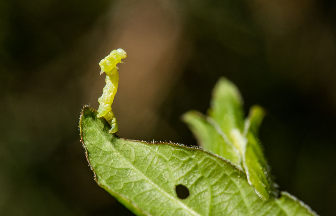 10 Things to Know about Cankerworms | News | independenttribune.com