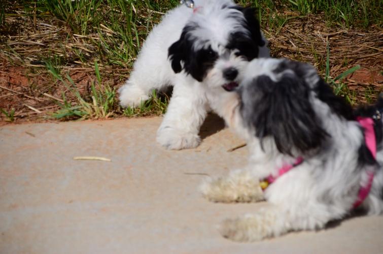 County dedicates Rob Wallace Park