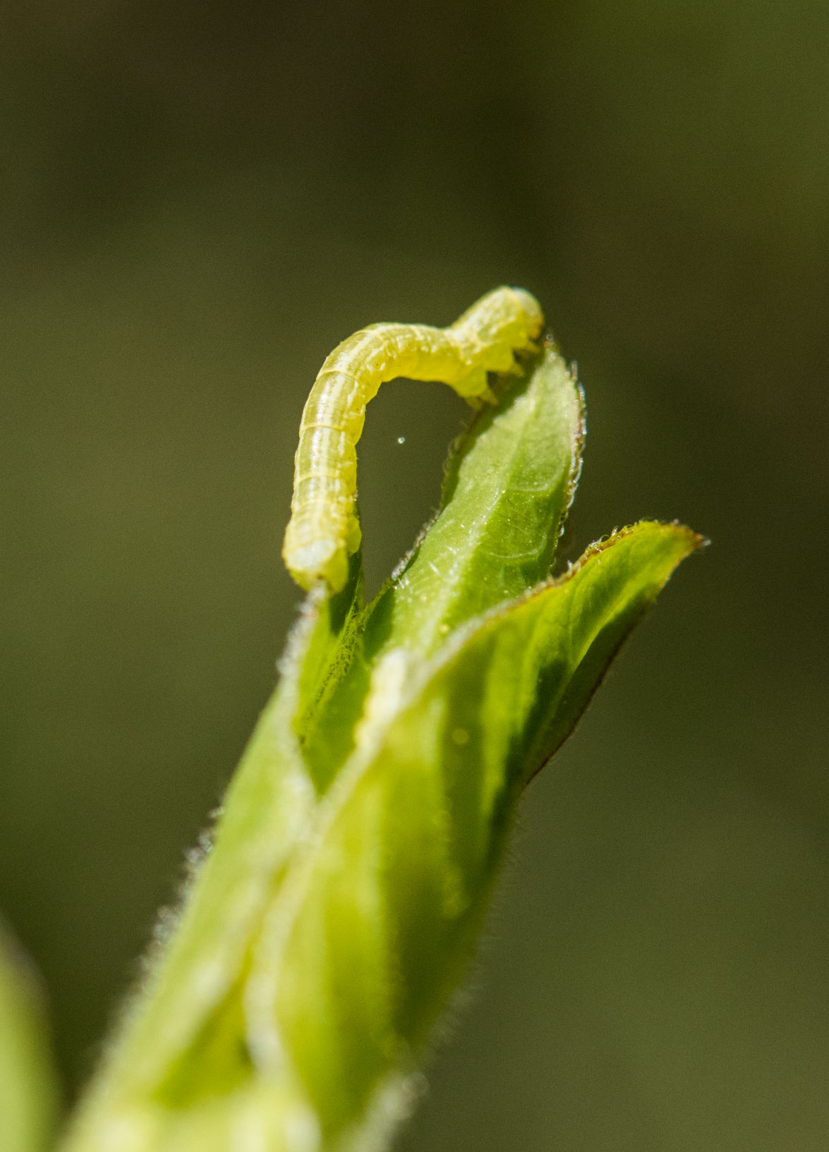 10 Things to Know about Cankerworms | Latest Headlines ...