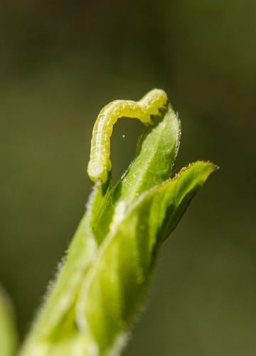 10 Things to Know about Cankerworms