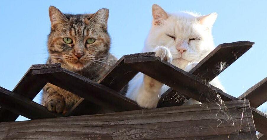 Tucson TikTok sensation brings attention to feral cats