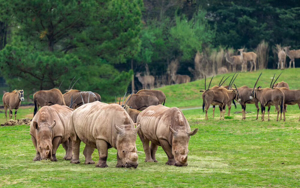 North Carolina Zoo celebrates 50 years and being named 'Best Zoo'
