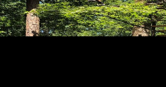 New business: Carolina Treetop Challenge pushes your abilities