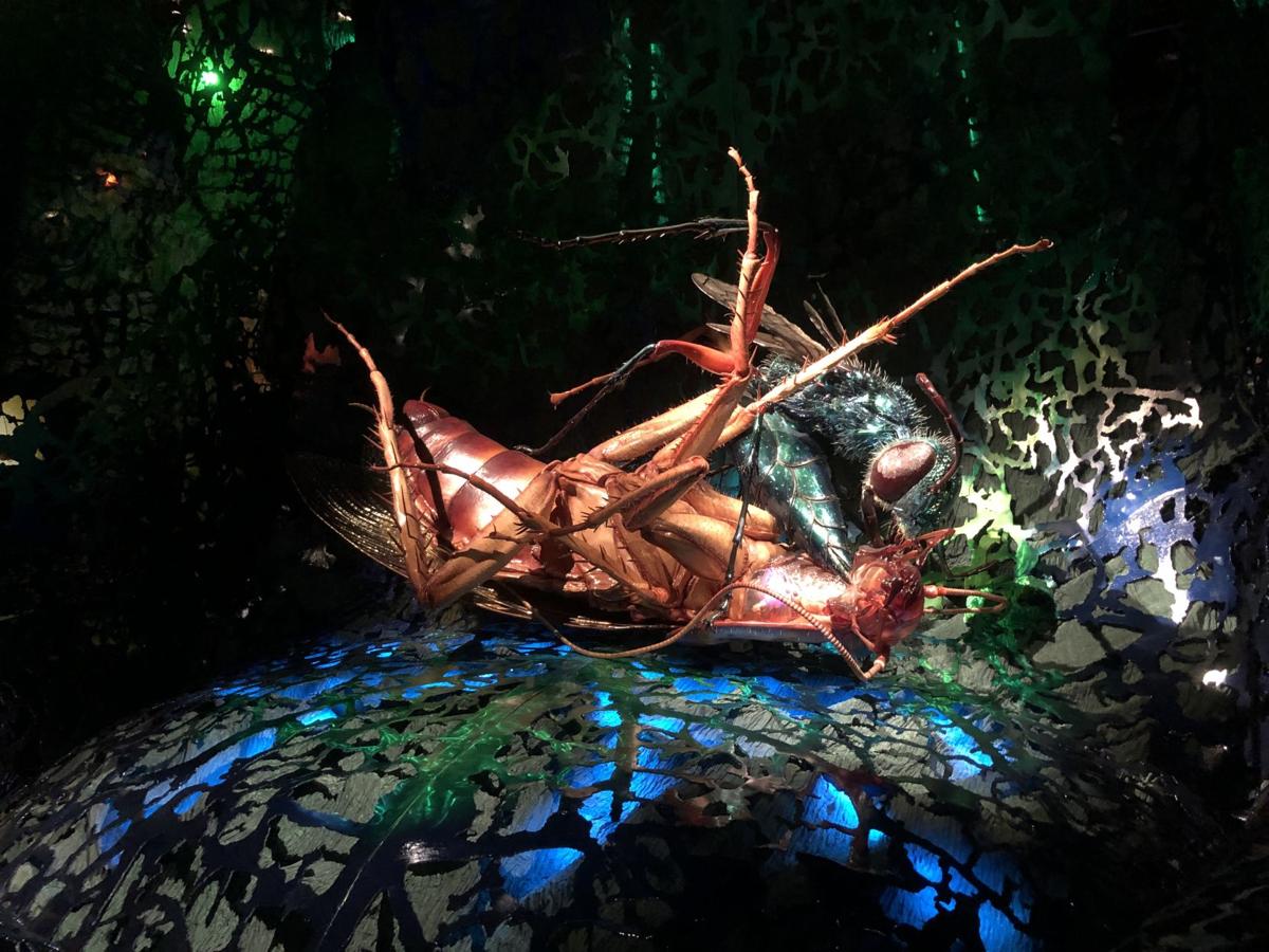 Bug Lab makes North American debut in Charlotte