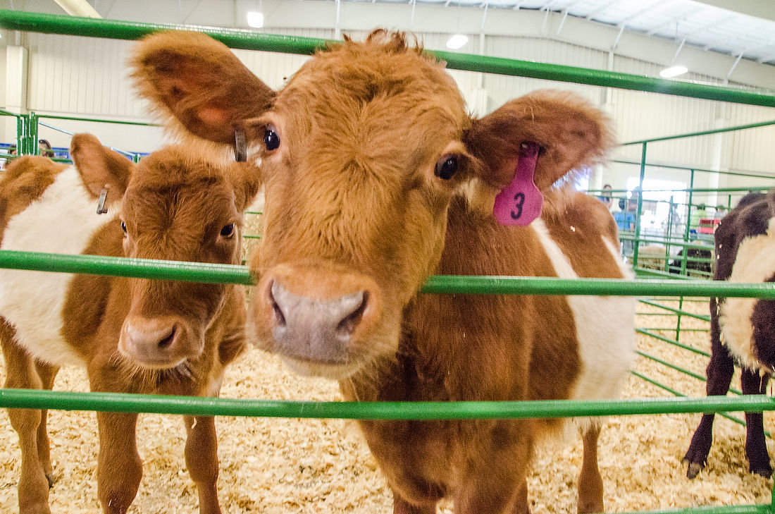 Cabarrus County Fair | Gallery | independenttribune.com