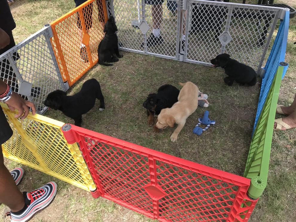Kreitzer's Critter Corral Puppy Rescue raises more than $3,000 in ...