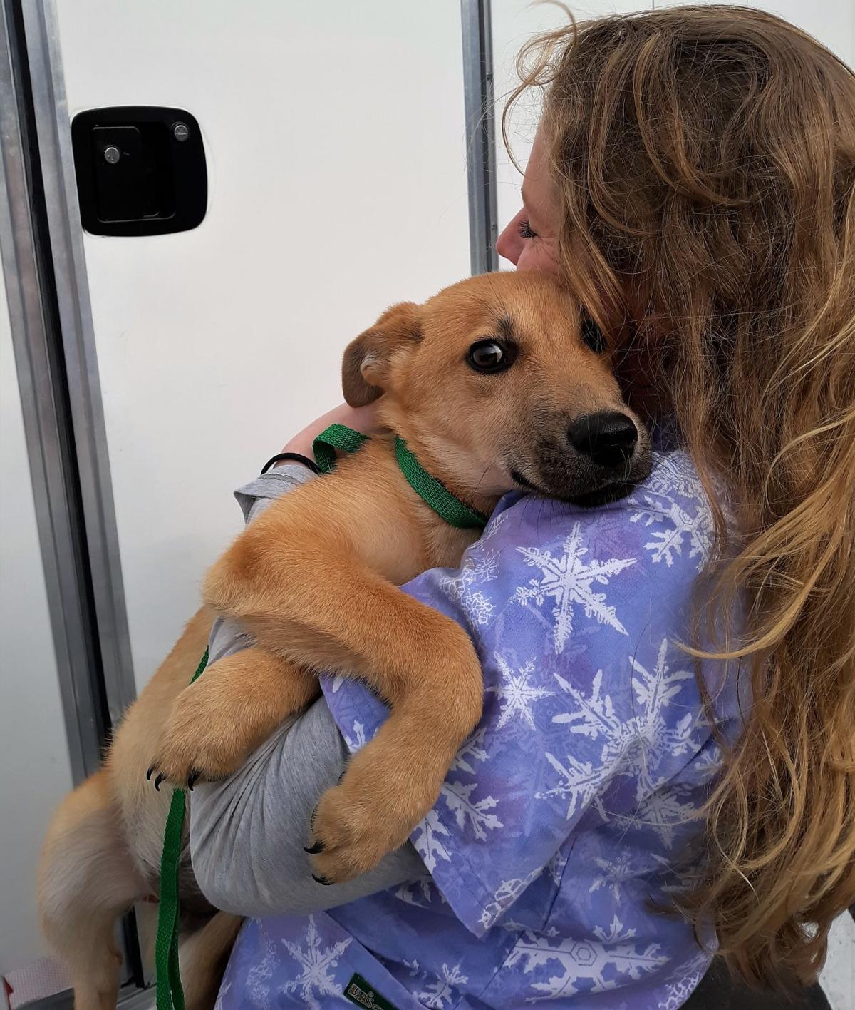 Dogs being rehomed through Humane Society of Greenwood | Lakelands ...