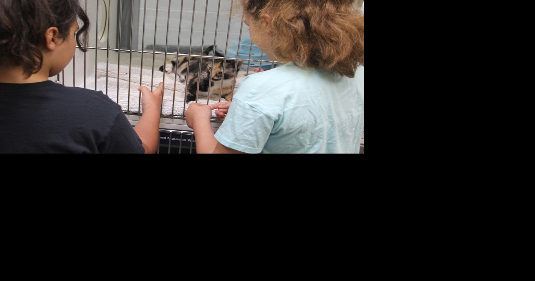 A pawfect spring festival | News | indexjournal.com