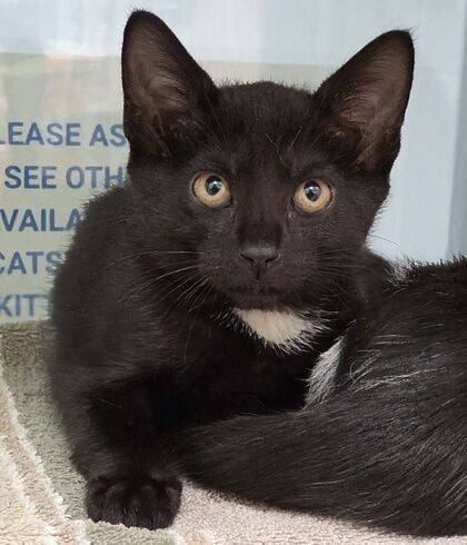 Pets of the Week | Pets of the Week | indexjournal.com
