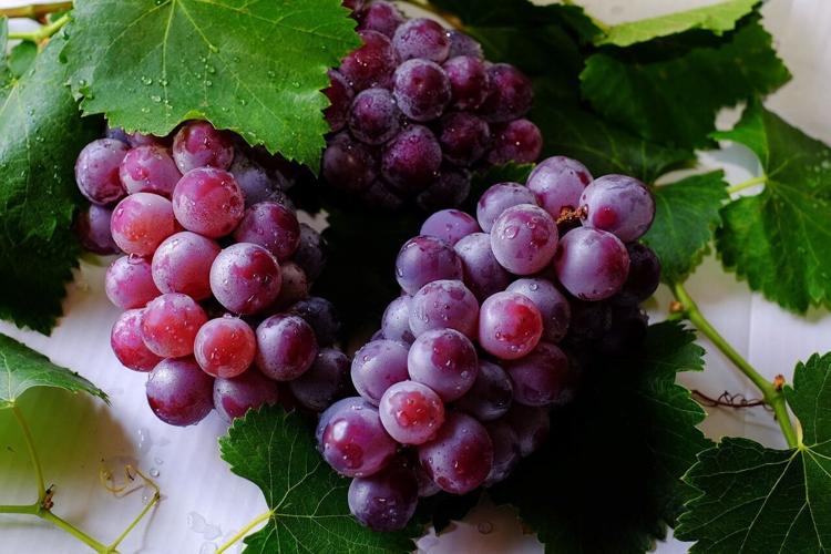 DNA from 2,000-year-old grape seeds reveals origins of modern wine ...
