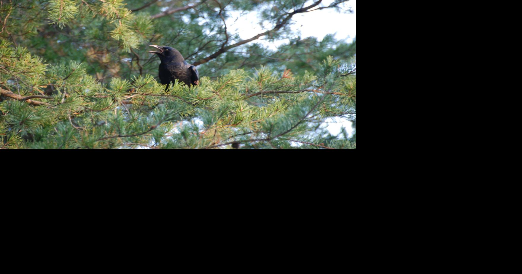 Upstate Sportsman: The lost art of crow hunting | Sports | indexjournal.com