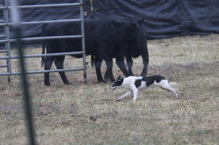 Cattle dog competition | News | indexjournal.com